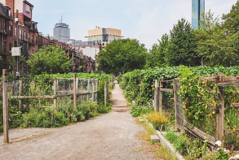 City Harvests: Exploring the World of Urban Farming - QR FarmHouse